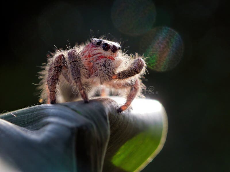 Hyllus Spider Waiting a Prey Stock Photo - Image of bokeh, nature ...
