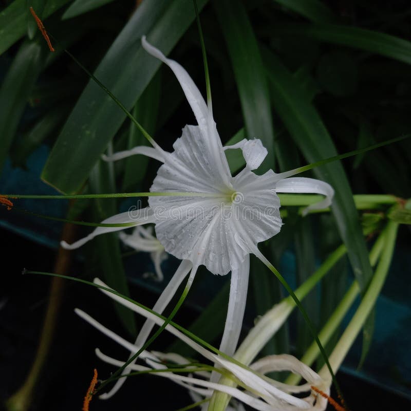 Hymenocallis Littoralis & X28;beach Spider Lily& X29;& X29; Stock Photo ...