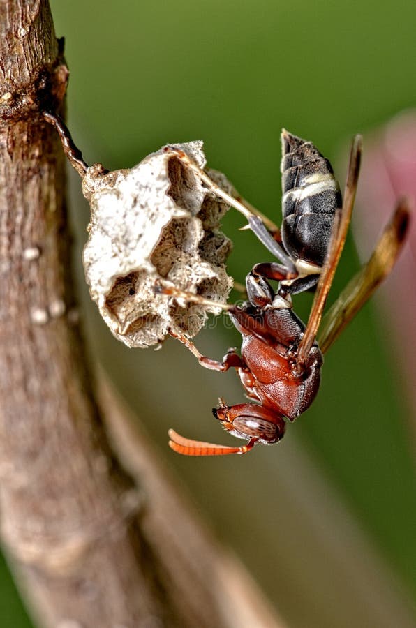 Hymenoptera stock photo. Image of wallpaper, plant, fierce - 40506510