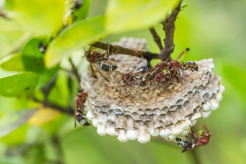 Hymenoptera Nest and Hymenoptera,selecttive Focus Stock Image - Image ...