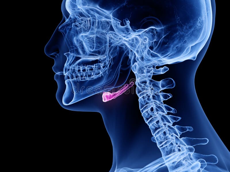 The hyoid bone stock illustration. Illustration of graphic - 155218892