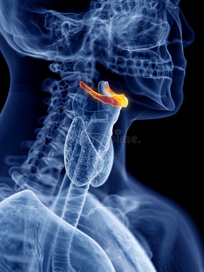 The hyoid bone stock illustration. Illustration of pain - 56651541