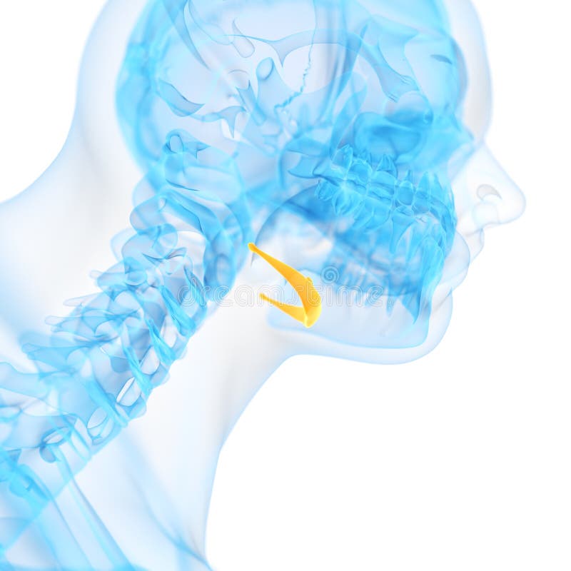 The hyoid bone stock illustration. Illustration of pain - 56651541
