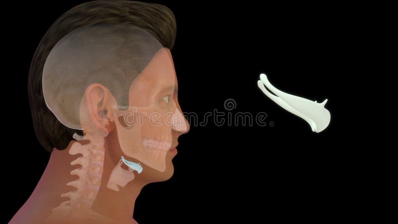Human Skeleton Skull Bone - Hyoid Bone Stock Illustration ...
