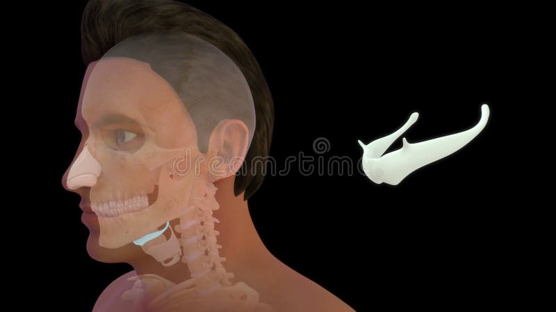 Human Skeleton Skull Bone - Hyoid Bone Stock Illustration ...