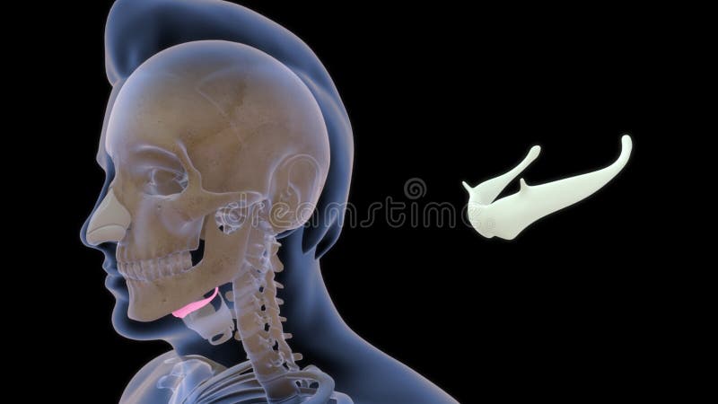 Human Skeleton Skull Bone - Hyoid Bone Stock Illustration ...