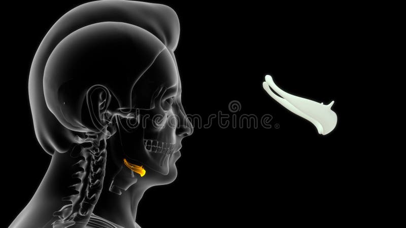 Human Skeleton Skull Bone - Hyoid Bone Stock Illustration ...