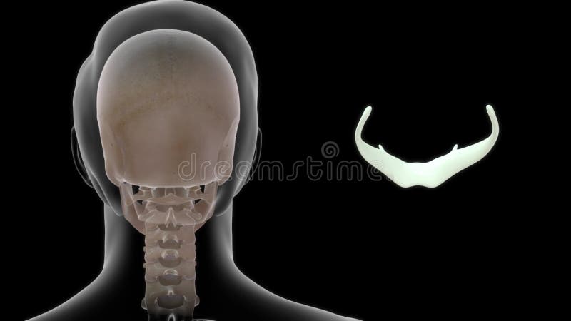 Human Skeleton Skull Bone - Hyoid Bone Stock Footage - Video of ...