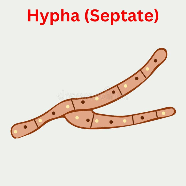 Septate Hyphae Stock Illustrations – 257 Septate Hyphae Stock ...