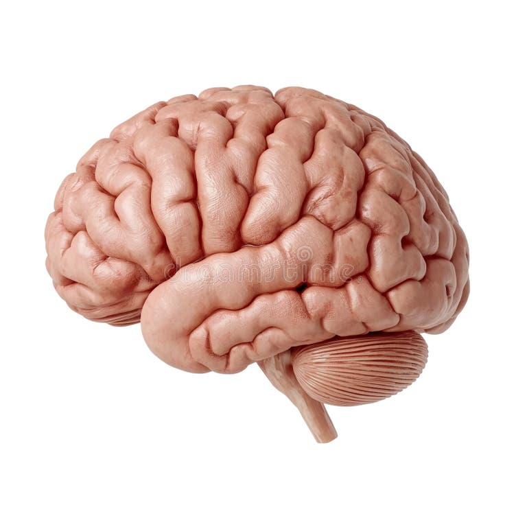 A Hyper-realistic 3D Rendering of a Human Brain, Stock Illustration ...