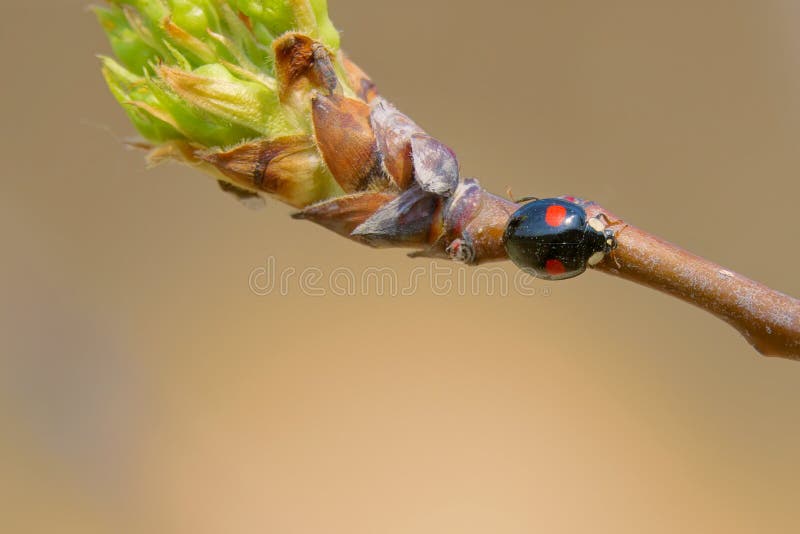 Repensis Stock Photos - Free & Royalty-Free Stock Photos from Dreamstime