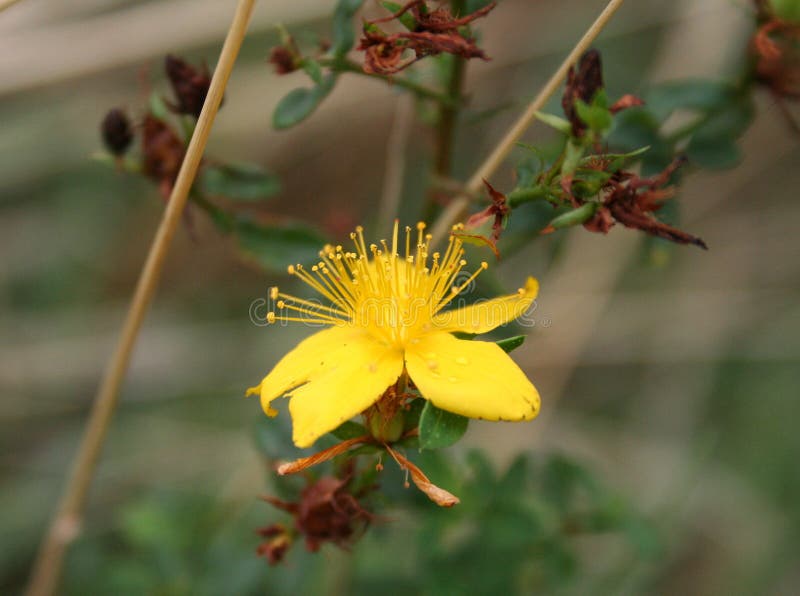 Hypericum foto de archivo. Imagen de flor, flora, volante - 59459850
