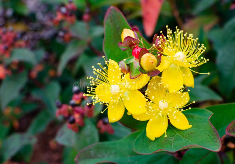 Hypericum Androsaemum Cherry Flowering Plant Scrub in Botany in Poland ...