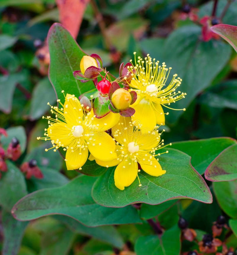 Hypericum Androsaemum Cherry Flowering Plant Scrub in Botany in Poland ...