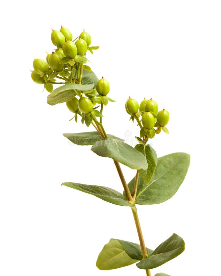 Hypericum Androsaemum Green Berries Stock Image - Image of branch ...