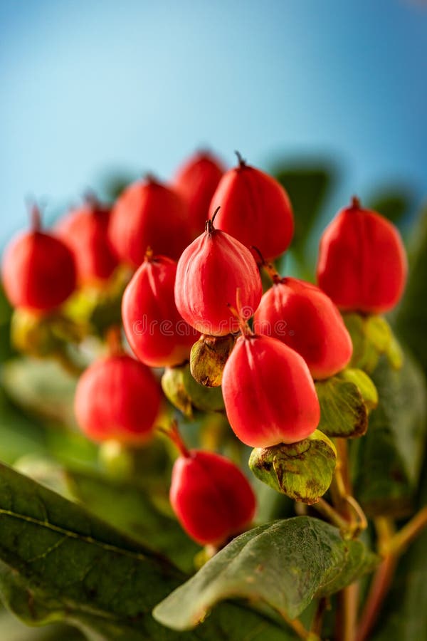Hypericum Branches with Red Berries for Floral Arrangements. Closeup ...