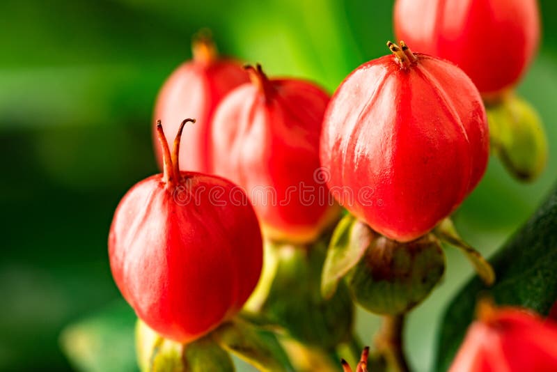 Hypericum Branches with Red Berries for Floral Arrangements. Closeup ...