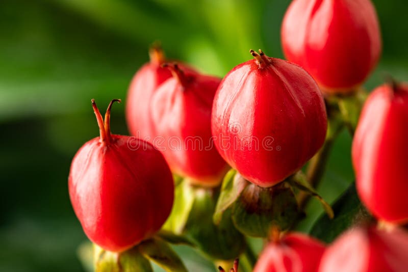 Hypericum Branches with Red Berries for Floral Arrangements. Closeup ...