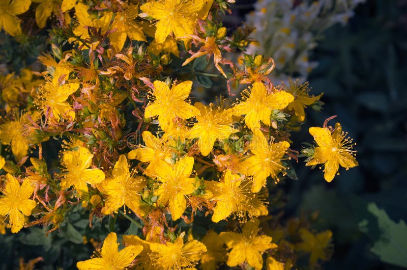 Hypericum close up stock photo. Image of care, blossom - 85802928
