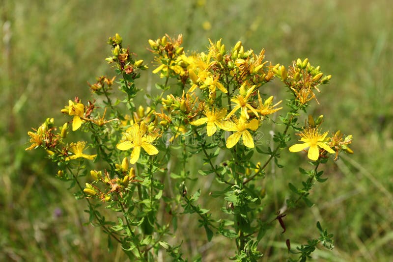 Hypericum stock image. Image of botany, flower, pollen - 4268623