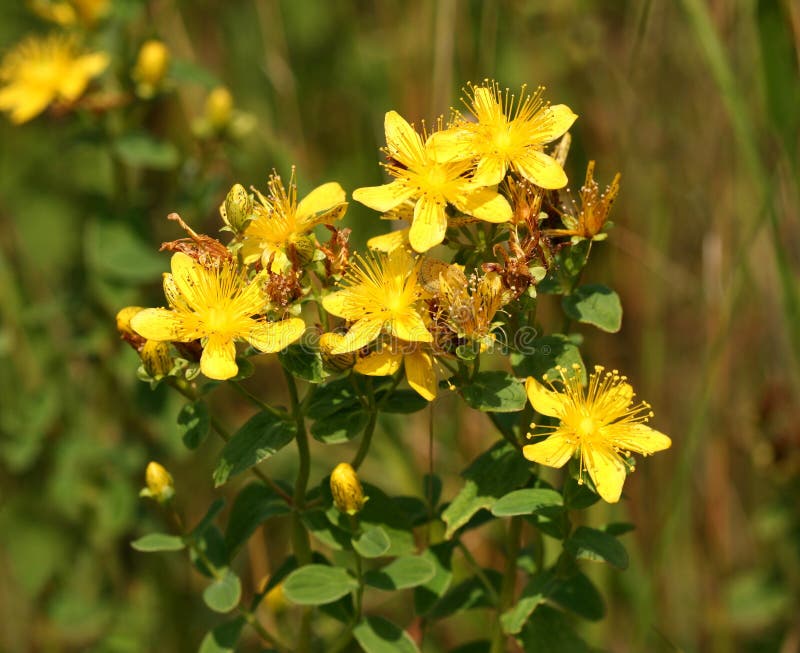Hypericum flower stock image. Image of bloom, john, floral - 3862609