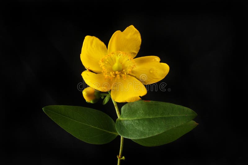 Hypericum flower stock image. Image of bloom, john, floral - 3862609