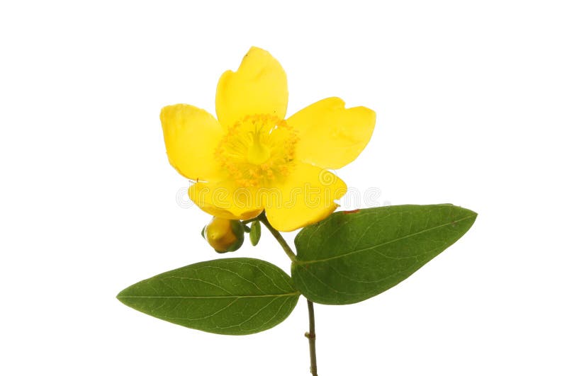 Hypericum flower stock image. Image of bloom, john, floral - 3862609