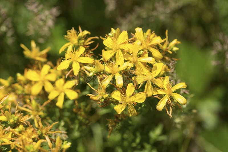 Hypericum Flowers Hypericum Perforatum or St John`s Wort on the Meadow ...