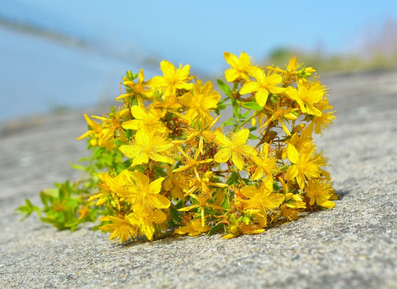 Hypericum flowers stock image. Image of common, closeup - 73233745