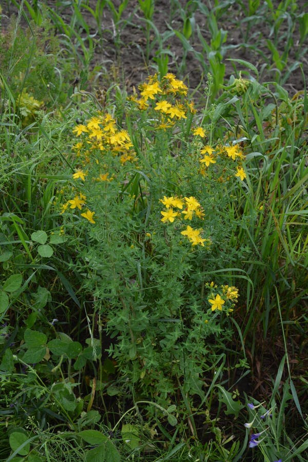 Hypericum Flowers Hypericum Perforatum or St John`s Wort on the Meadow ...