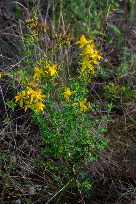 Hypericum Flowers Hypericum Perforatum or St Johns Wort on the Meadow ...