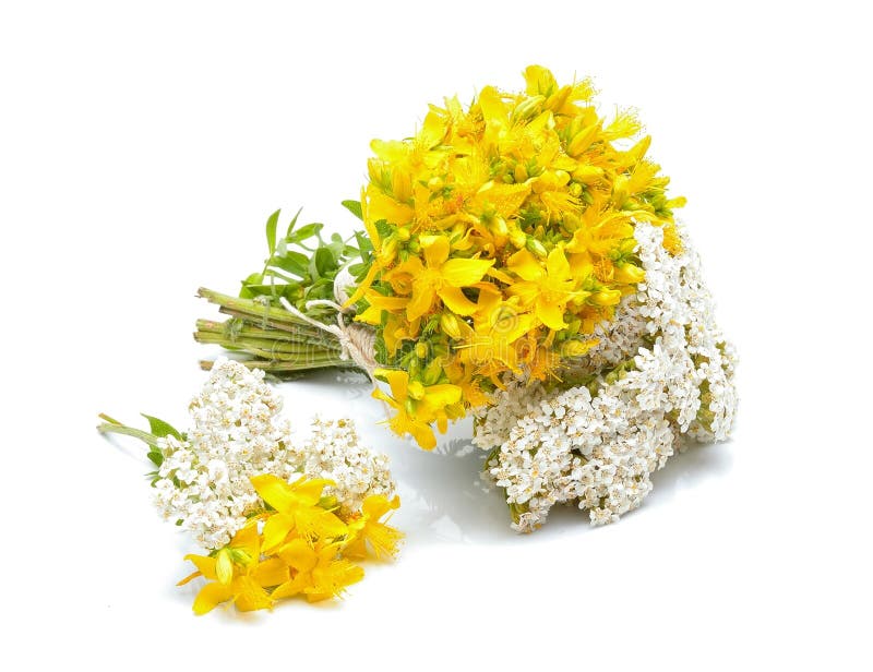 Hypericum Flowers and Yarrow Flowers Stock Photo - Image of hypericum ...