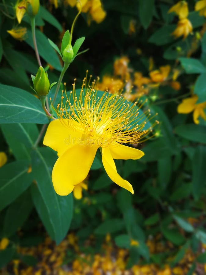 Hypericum henry flower stock image. Image of closeup - 93666989