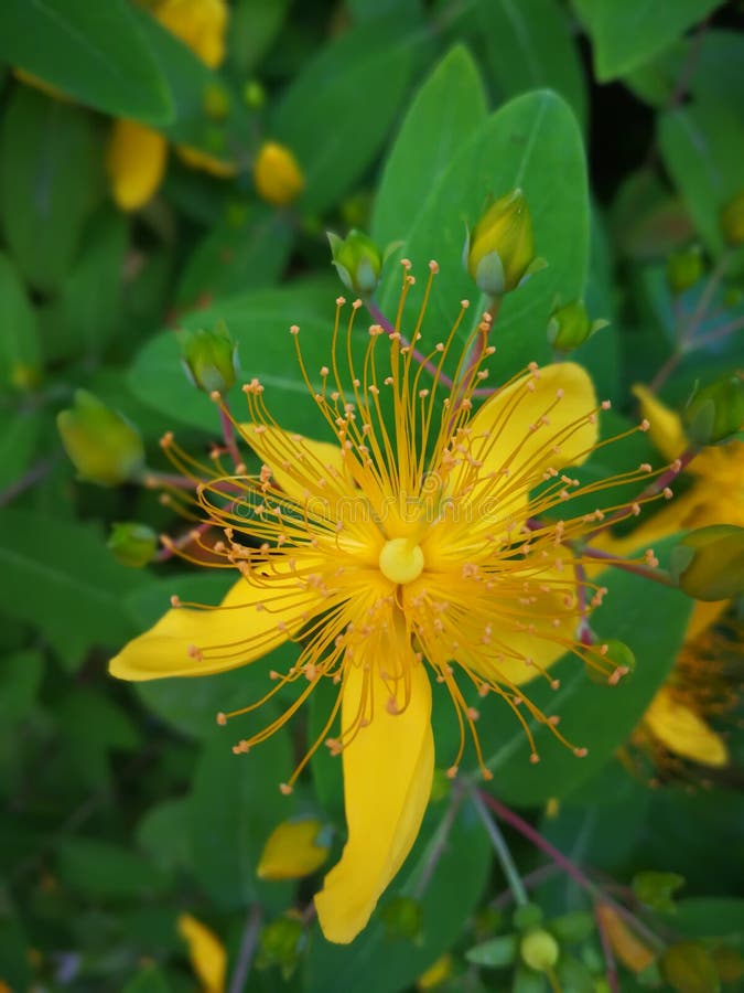 Hypericum henryi stock image. Image of flower, bloom - 92709173
