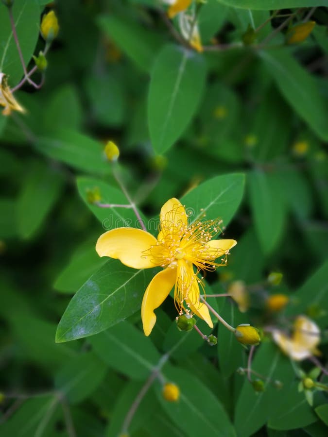 Hypericum henryi stock image. Image of flora, floral - 93203223