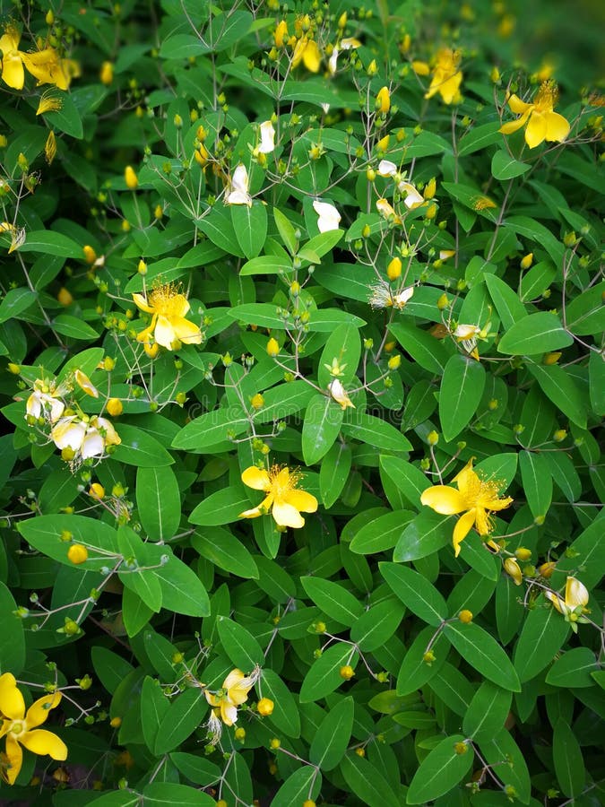 Hypericum henryi stock image. Image of plant, hypericaceae - 92648689