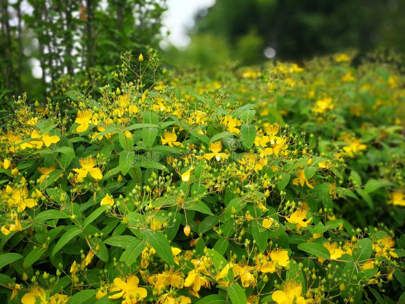 Hypericum henryi stock photo. Image of summer, green - 92786272