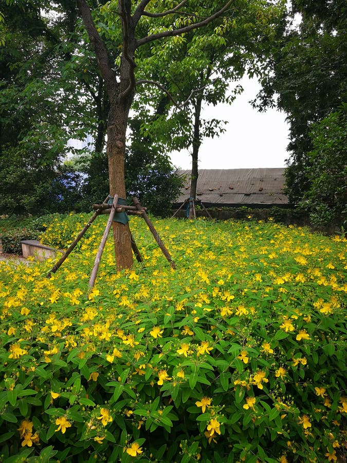 Hypericum henryi stock image. Image of yellow, grass - 92786357
