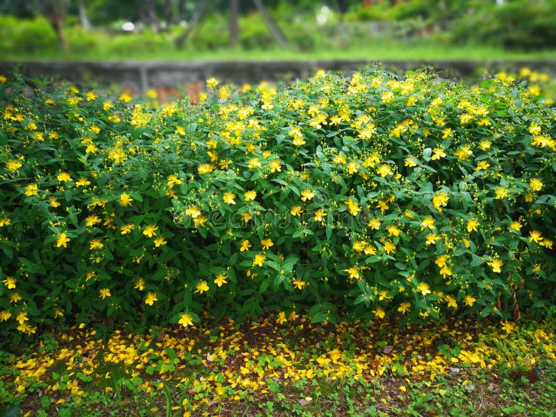 Hypericum henryi stock photo. Image of road, flowers - 92955958