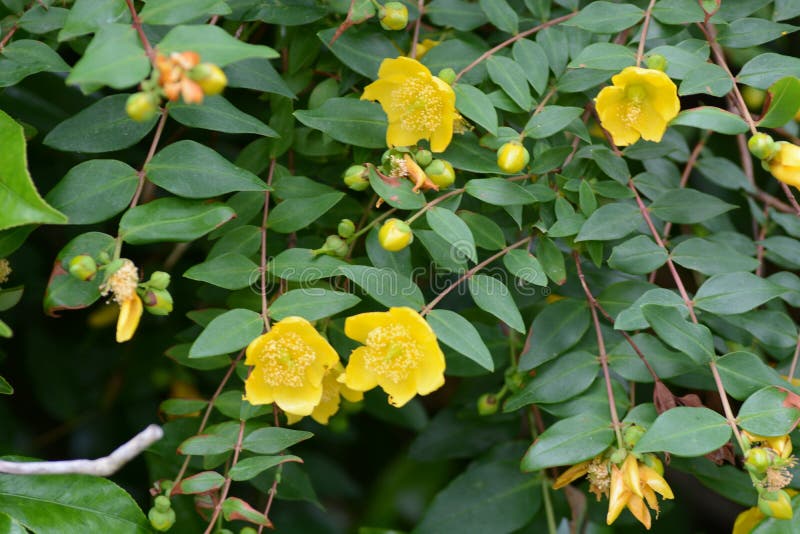 Hypericum X Inodorum Elstead , Stock Image - Image of yellow, inodorum ...