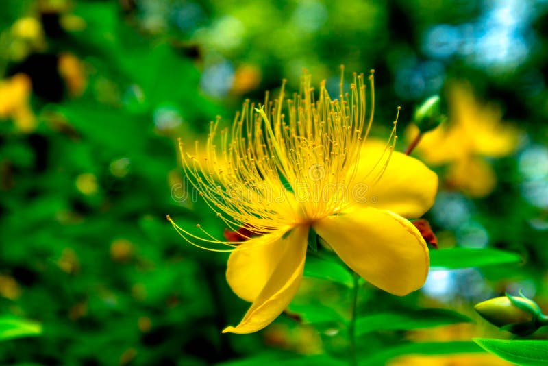 Hypericum-Hypericum Monogynum L. Stock Image - Image of elliptic ...
