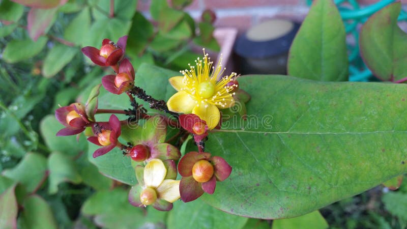 Hypericum X Inodorum 'Elstead', Stockbild - Bild von gelb, dunkel: 73290871