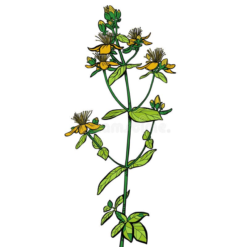 Hypericum Botanical Drawing Stock Illustrations – 292 Hypericum ...