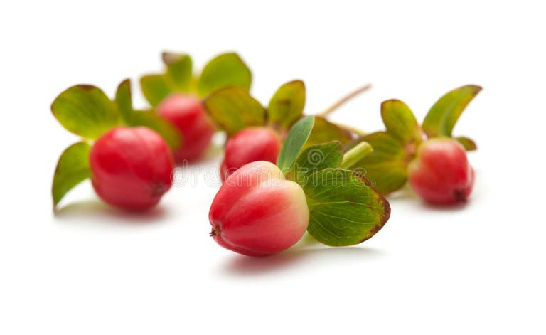 Hypericum stock photo. Image of cutout, fresh, nature - 48231604