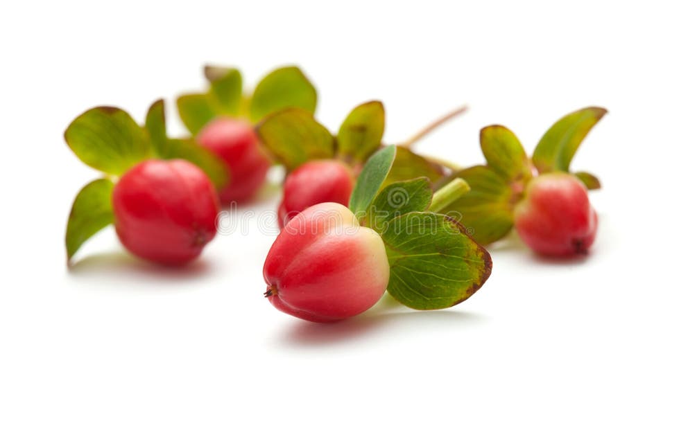 Hypericum stock photo. Image of cutout, fresh, nature - 48231604