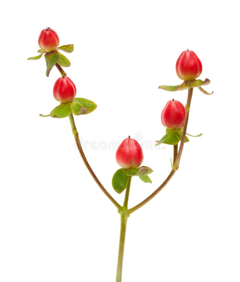 Hypericum stock photo. Image of life, filler, floral - 48231812