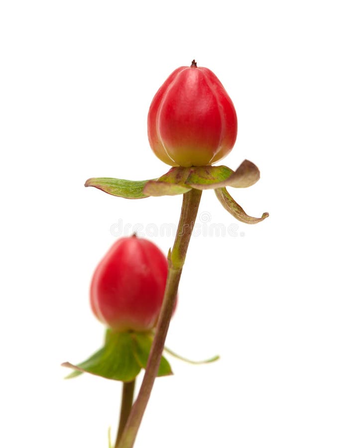 Hypericum stock image. Image of beautiful, floral, flowering - 48231821