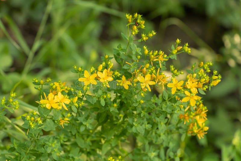 Medicinal Plant Hypericum Perforatum Stock Image - Image of nature ...