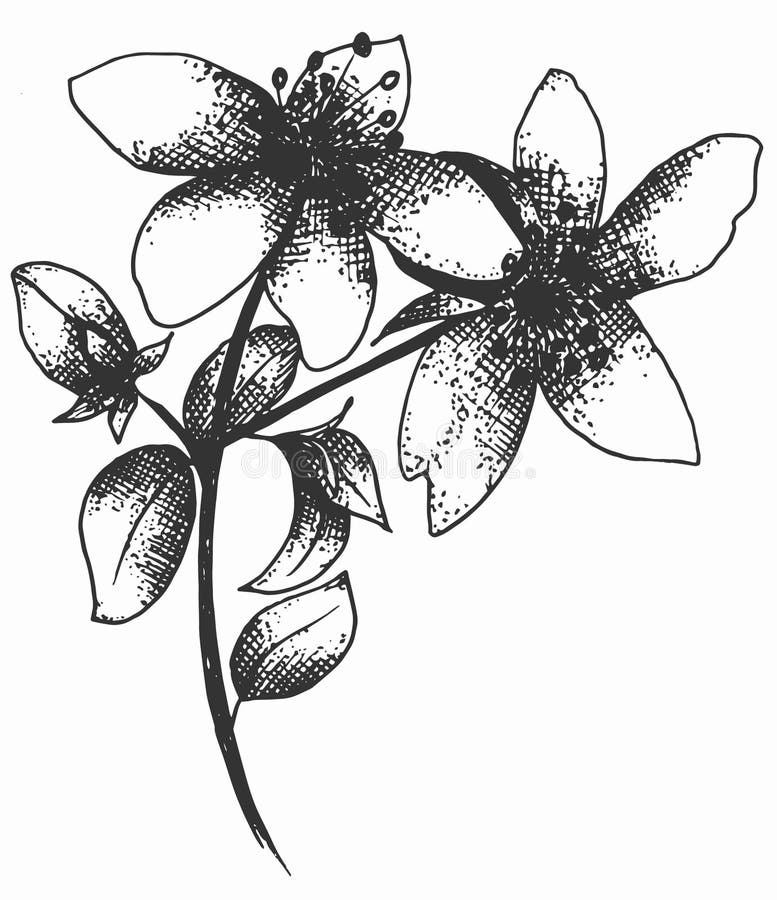 Hypericum Perforatum Branch Hand Drawn Vector Illustration. Sketch of ...