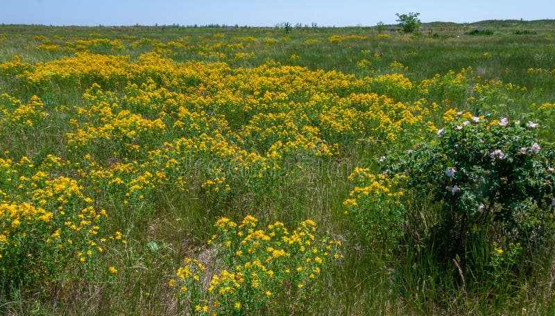 Hypericum Perforatum - Extensive Thickets of Medicinal Plants on the ...